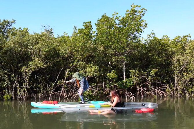 Scenic Mangrove Tunnel Paddle Tour  New Smyrna Beach - Discovering the Scenic Mangrove Tunnel