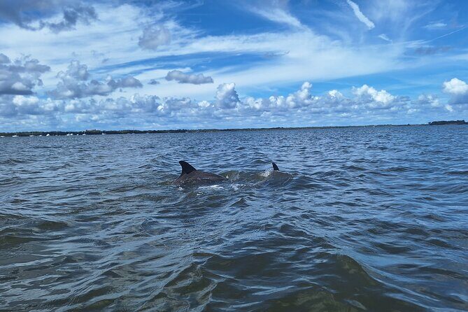 Scenic Mangrove Tunnel Paddle Tour  New Smyrna Beach - The Itinerary in Detail