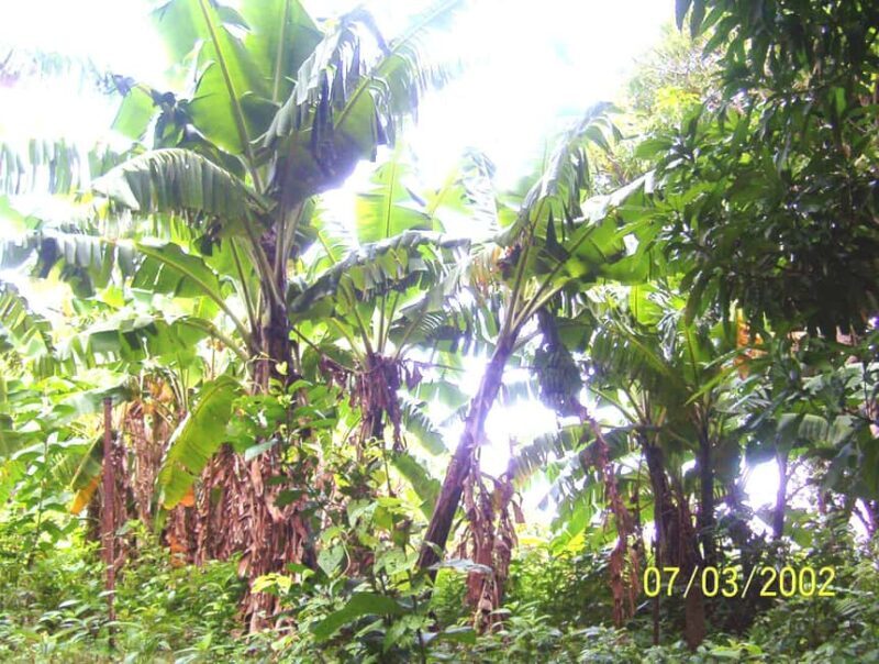 Scenic Rainforest Hike & Snacks - The Value Proposition