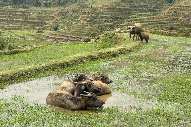 Scenic Sapa Trek: Explore Rice Terraces, Ethnic Minority Villages - Final Thoughts