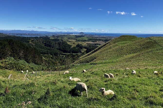 Scenic Short Hike Tour - Papamoa Hills and McLaren Falls - Mount Maunganui – A Quick Visual Welcome