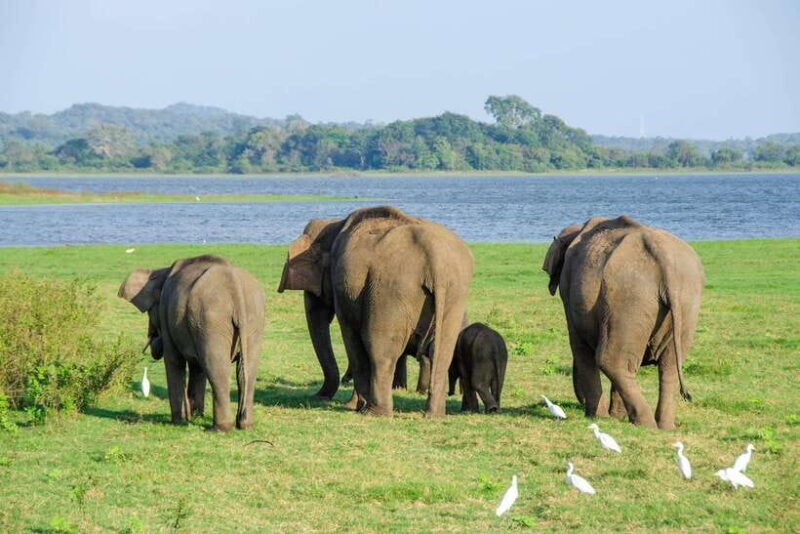 Scenic Sri Lanka 4-day tour - An Overview of the Tour Experience
