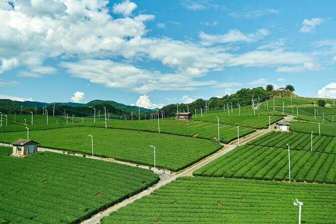 Scenic Tour of Kuroki and Nakayama Wisteria in Fukuoka - Value and Experience Analysis