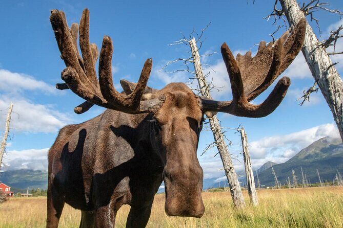 Scenic Tour to Wildlife Center from Anchorage - Key Points