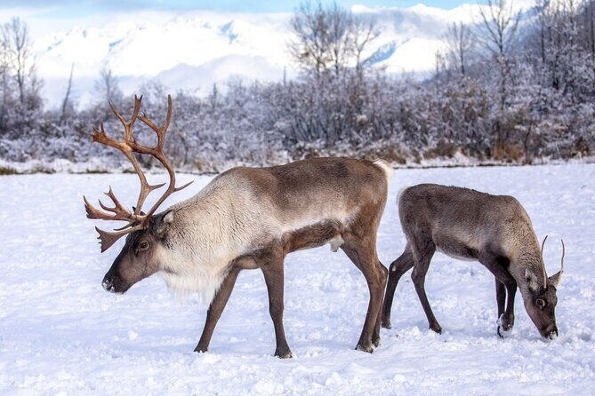 Scenic Tour to Wildlife Center from Anchorage - FAQ