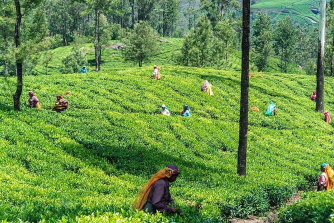 Scenic Train Ride Ella To Horton Plains National Park And Drop Nuwara Eliya - Detailed Overview of the Tour Experience