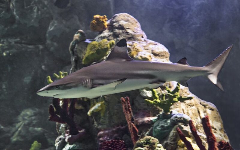 Scheveningen, The Hague: Sea Life Entry Ticket - An In-Depth Look at Sea Life Scheveningen