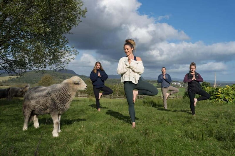 Scotland: Relaxation Retreat with Naughty Sheep - Cost and Value