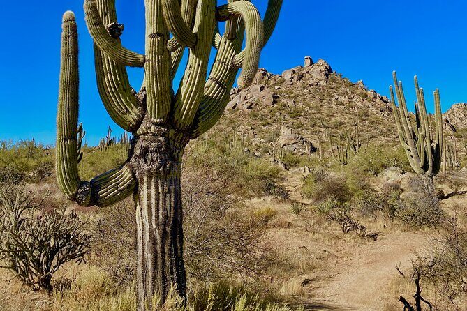 Scottsdale Desert Classic Guided Hiking Adventure - Who Should Book This Experience?