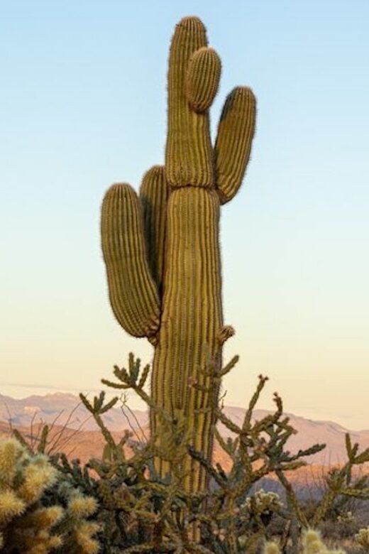 Scottsdale: McDowell Sonoran Preserve Hiking Tour - Discovering Scottsdale’s Natural Beauty and Cultural Heritage