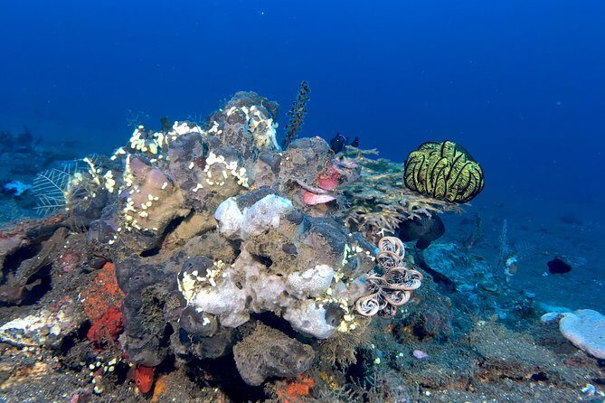 Scuba Certification - Who Should Consider This Experience?