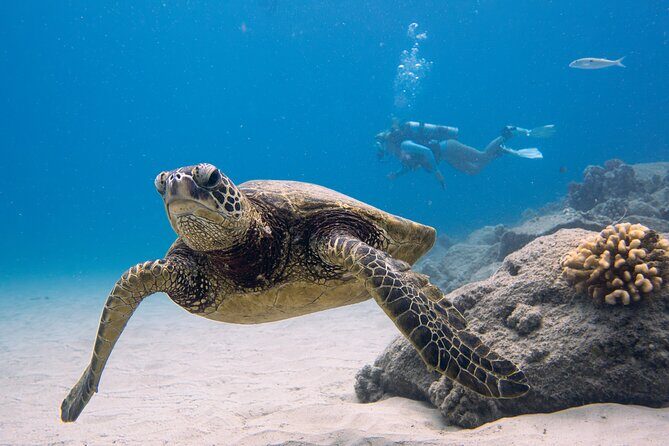 Scuba Dive at Electric Beach - What Makes This Tour Stand Out
