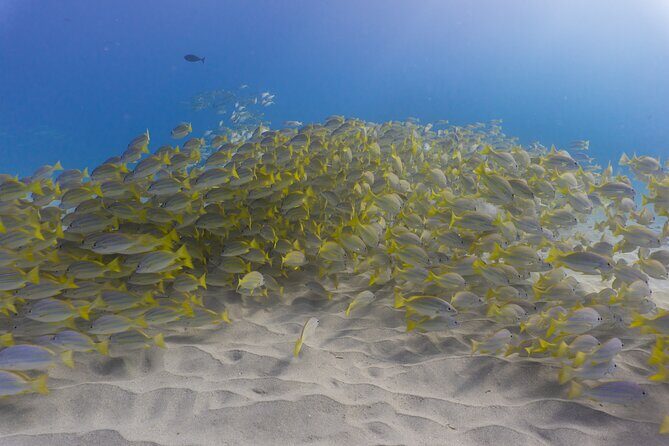 Scuba Dive at Electric Beach - The Underwater Highlights