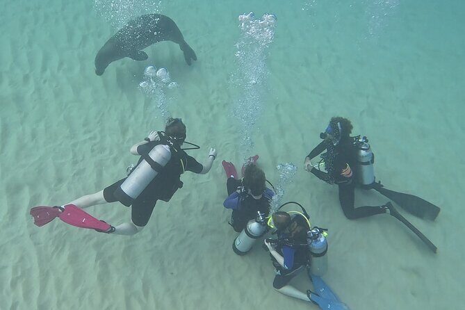 SCUBA Dive at Electric Beach with Photos -No Certification Needed - Who Should Consider This Tour?