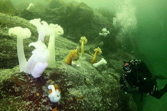 Scuba Dive Boat Charter in Vancouver (Certified Divers Only!) - Final Thoughts: Who Should Book?