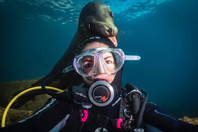 Scuba Dive in La Paz: Sea Lions, Turtles, Fish Schools and Wrecks - Key Points