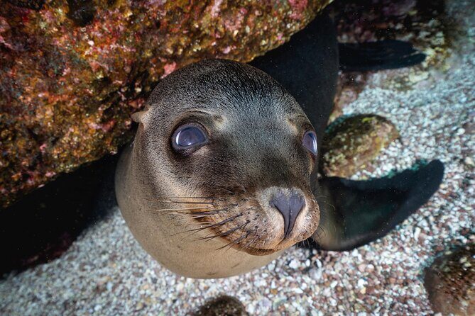 Scuba Dive in La Paz: Sea Lions, Turtles, Fish Schools and Wrecks - Practical Tips for Future Divers