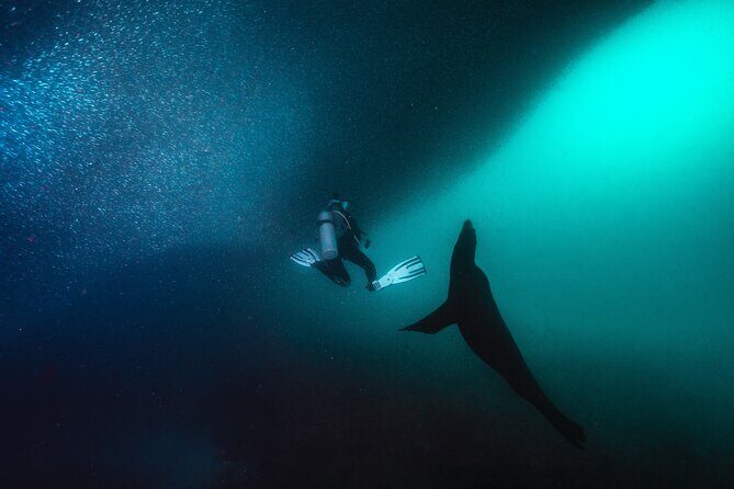 Scuba Dive in La Paz: Sea Lions, Turtles, Fish Schools and Wrecks - Final Words