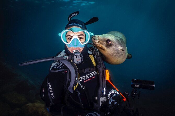 Scuba Dive in La Paz: Sea Lions, Turtles, Fish Schools and Wrecks - Final Thoughts