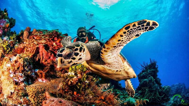 Scuba Dive in Playa del Carmen - 2 Dives (Certified divers) - Introduction