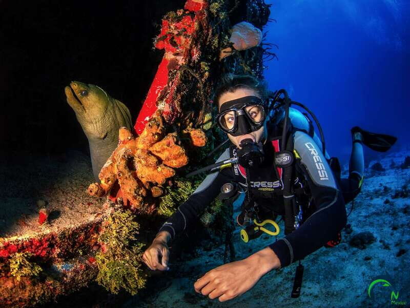 Scuba Dive in Playa del Carmen - 2 Dives (Certified divers) - The Dive Sites & Marine Life