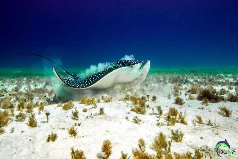 Scuba Dive in Playa del Carmen - 2 Dives (Certified divers) - Final Thoughts