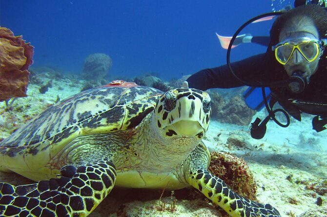 Scuba Dive in the best reefs in the Riviera Maya 2 tanks - The Experience in Detail