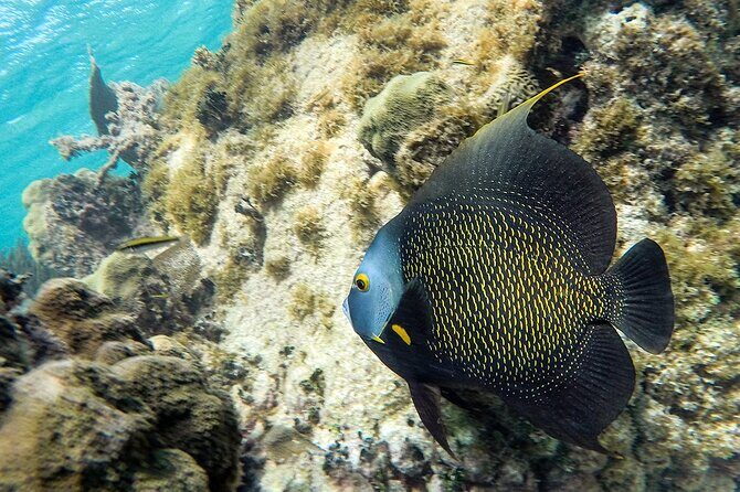 Scuba Dive in the best reefs in the Riviera Maya 2 tanks - Final Thoughts: Is This Tour Worth It?