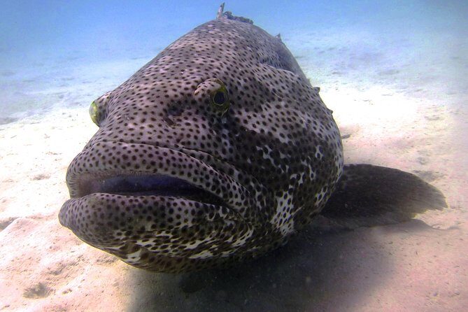 Scuba Dive Ningaloo Reef - Key Points