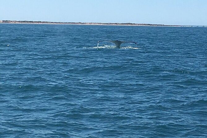 Scuba Dive Ningaloo Reef - What to Expect from the Ningaloo Reef Scuba Tour