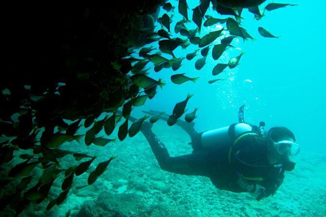 Scuba Dive Ningaloo Reef - Logistics, Price, and What You’re Paying For