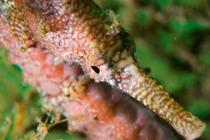 Scuba Dive The Beautiful Rottnest Island for Certified divers - Return and Overall Experience