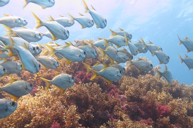 Scuba Dive The Beautiful Rottnest Island for Certified divers - Whats Included and Whats Not