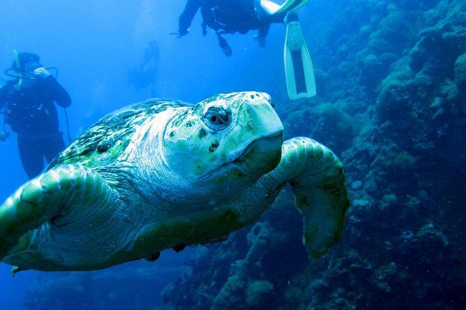 Scuba Dive the S.S. Yongala Wreck on the Great Barrier Reef. - An In-Depth Look at the S.S. Yongala Tour