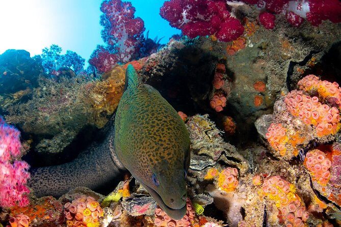 Scuba Dive the S.S. Yongala Wreck on the Great Barrier Reef. - Frequently Asked Questions