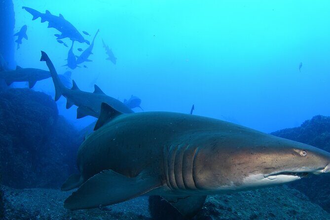 Scuba Dive With Grey Nurse Sharks in Bushrangers Bay - Introduction