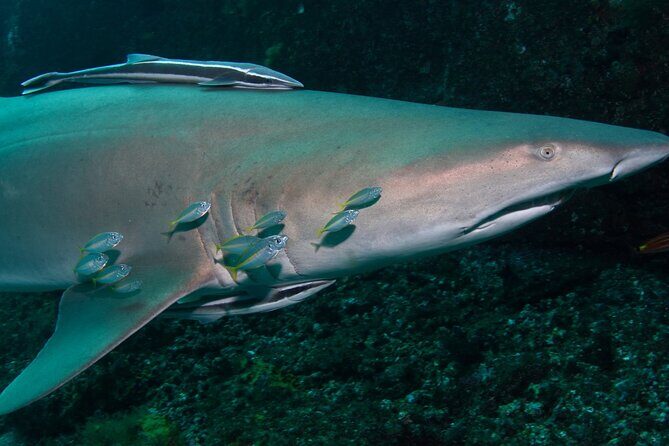 Scuba Dive With Grey Nurse Sharks in Bushrangers Bay - An In-Depth Look at the Bushrangers Bay Shark Adventure