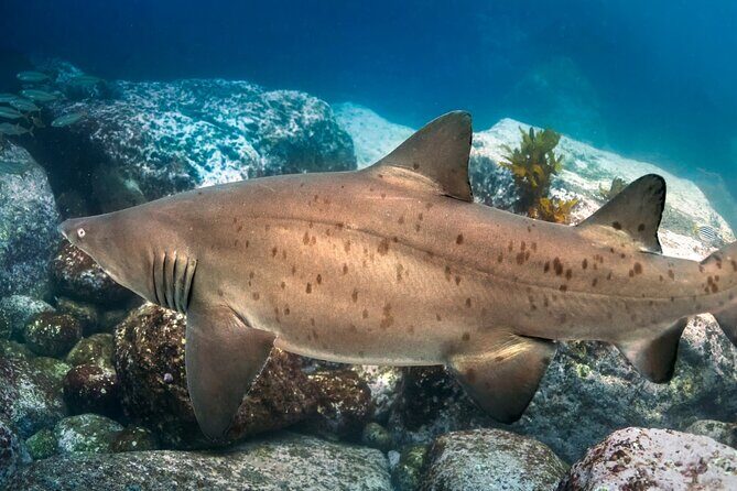 Scuba Dive With Grey Nurse Sharks in Bushrangers Bay - Practical Tips for Potential Participants