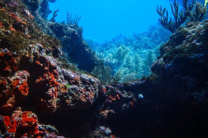 Scuba Diver Certification Course - Authentic Experiences from Past Participants