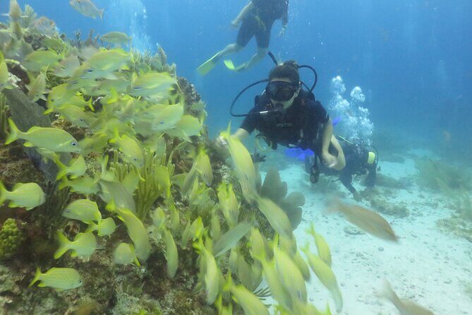 Scuba Diving (1st time) in Cancun Beginner's WELCOMED! - The Value Proposition: Is It Worth It?