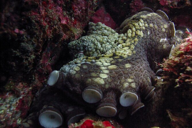 Scuba Diving - Setting the Scene for Your Cabo Diving Adventure