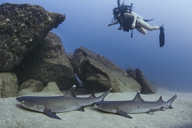 Scuba Diving - Who Would Love This Tour?