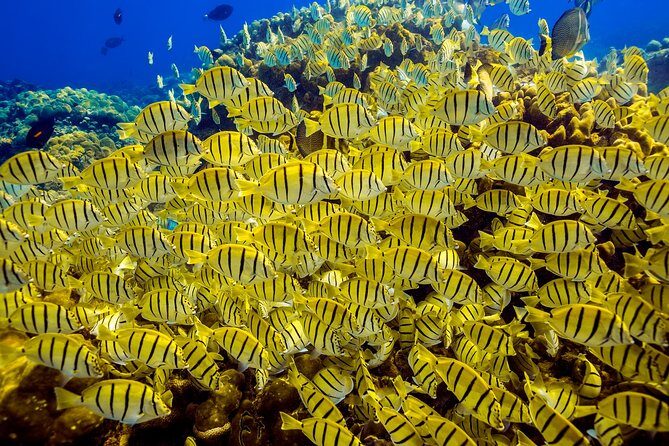 Scuba Diving - FAQ