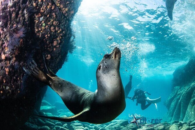 Scuba Diving Adventure in La Paz - Key Points