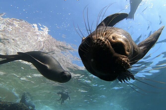 Scuba Diving Adventure in La Paz - An In-Depth Look at the La Paz Scuba Adventure