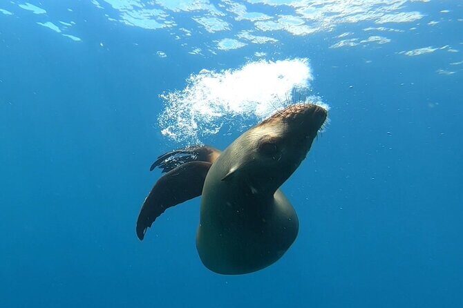 Scuba Diving Adventure in La Paz - FAQ