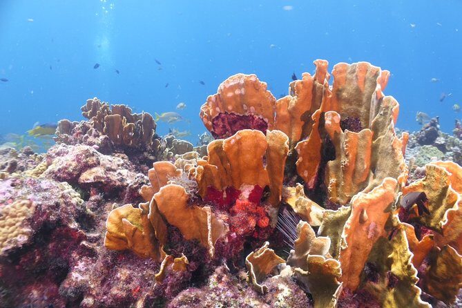 Scuba Diving Adventure WITHOUT CERTIFICATION! Try it today! - An inviting introduction to snorkeling’s bigger sibling