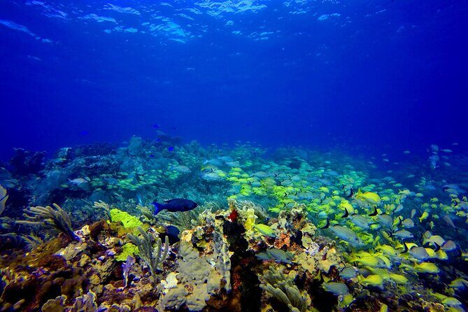 Scuba Diving Adventure WITHOUT CERTIFICATION! Try it today! - Authentic Experiences & Authentic Feedback from Travelers