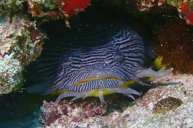 Scuba Diving Adventure WITHOUT CERTIFICATION! Try it today! - The Itinerary in Detail: Why Every Step Matters