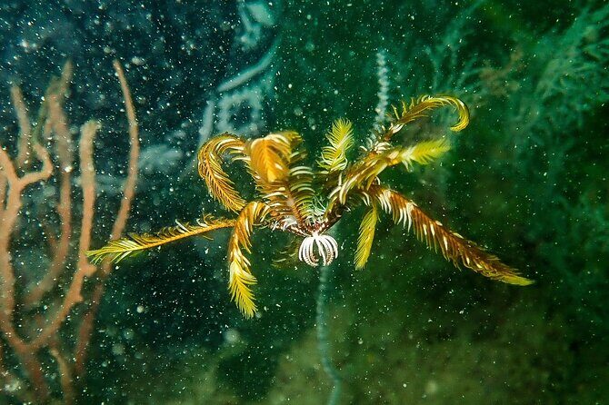 Scuba Diving Adventures in Singapore's Local Waters - Who Will Love This Tour?